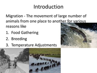 Fish migration and fish passes | PPTX