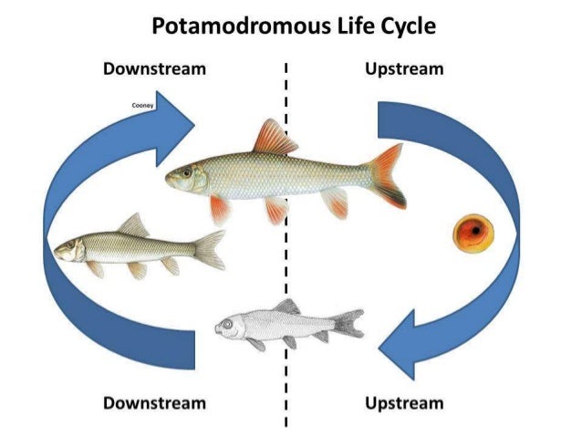 Fish migration and fish passes