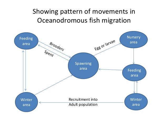 Fish migration and fish passes