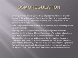 Fish migration and its physiology reasons. | PPT