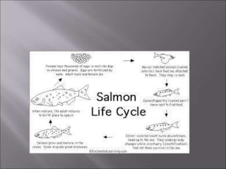 Fish migration and its physiology reasons. | PPT