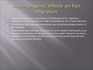 Fish migration and its physiology reasons. | PPT