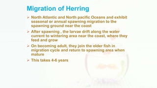 Fish migration | PPTX