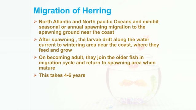 Fish migration | PPT