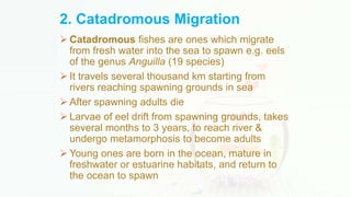 Fish migration | PPTX