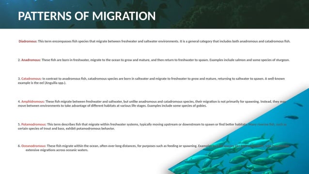 Fish Migration (Patterns, Species, Methods)pptx | PPT