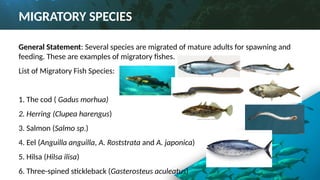 Fish Migration (Patterns, Species, Methods)pptx | PPTX