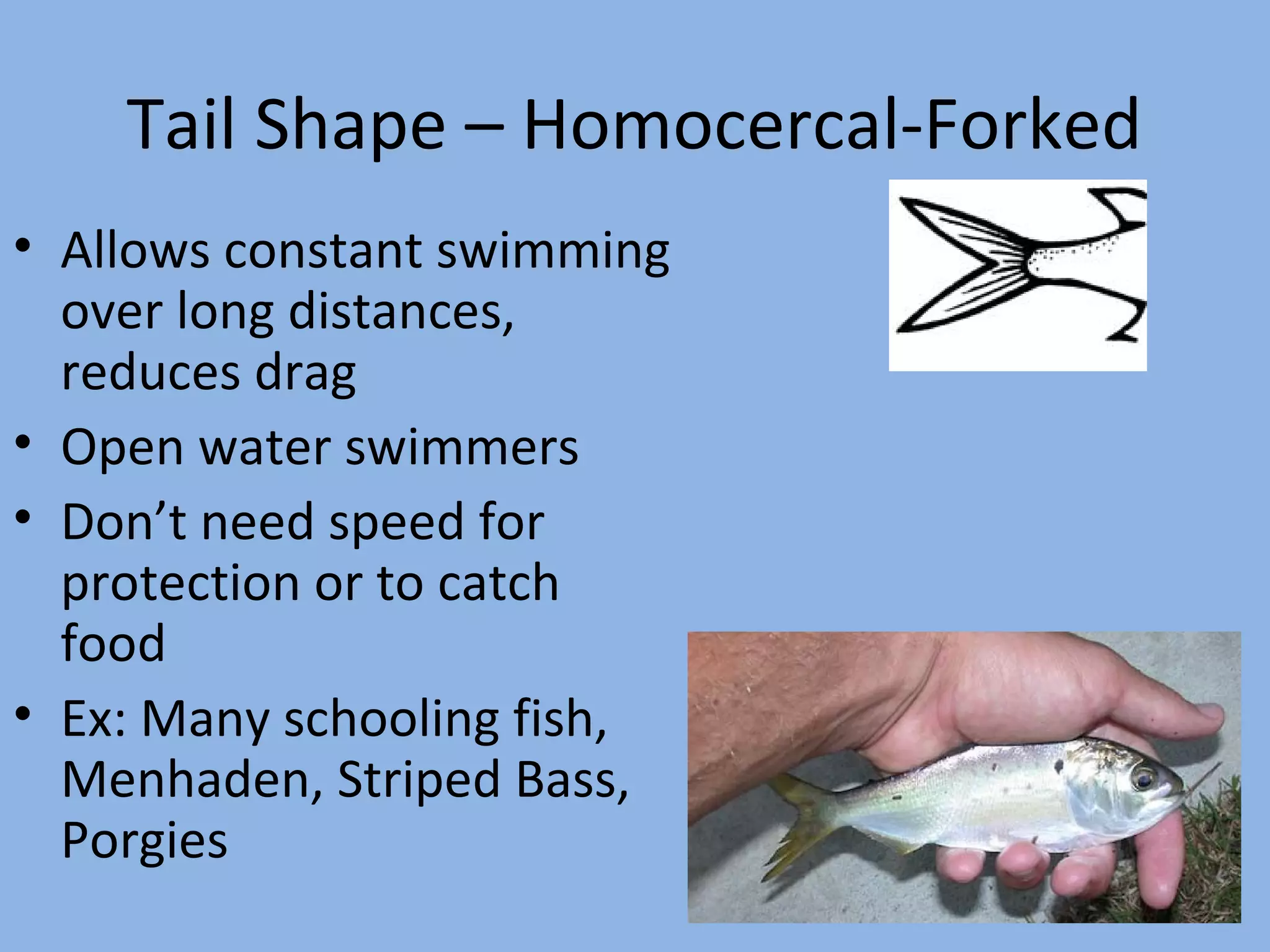 Fish morphology | PPT