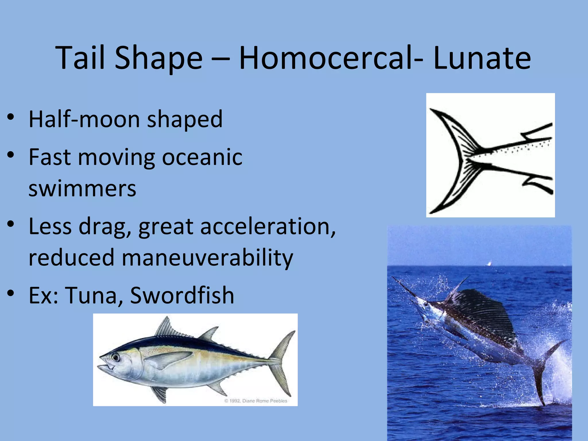 Fish morphology | PPT