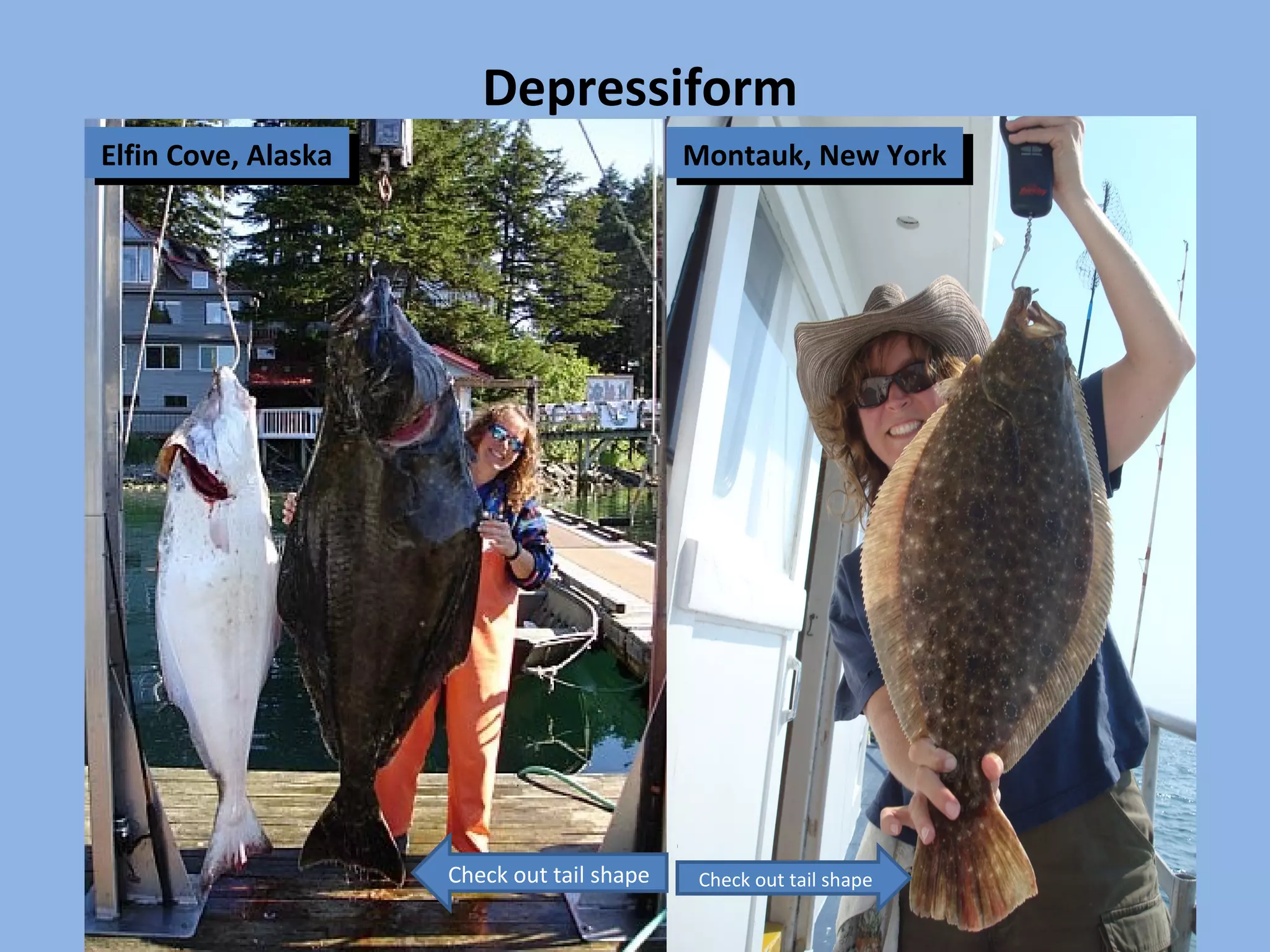 Fish morphology | PPT | Fish and Aquariums | Pets