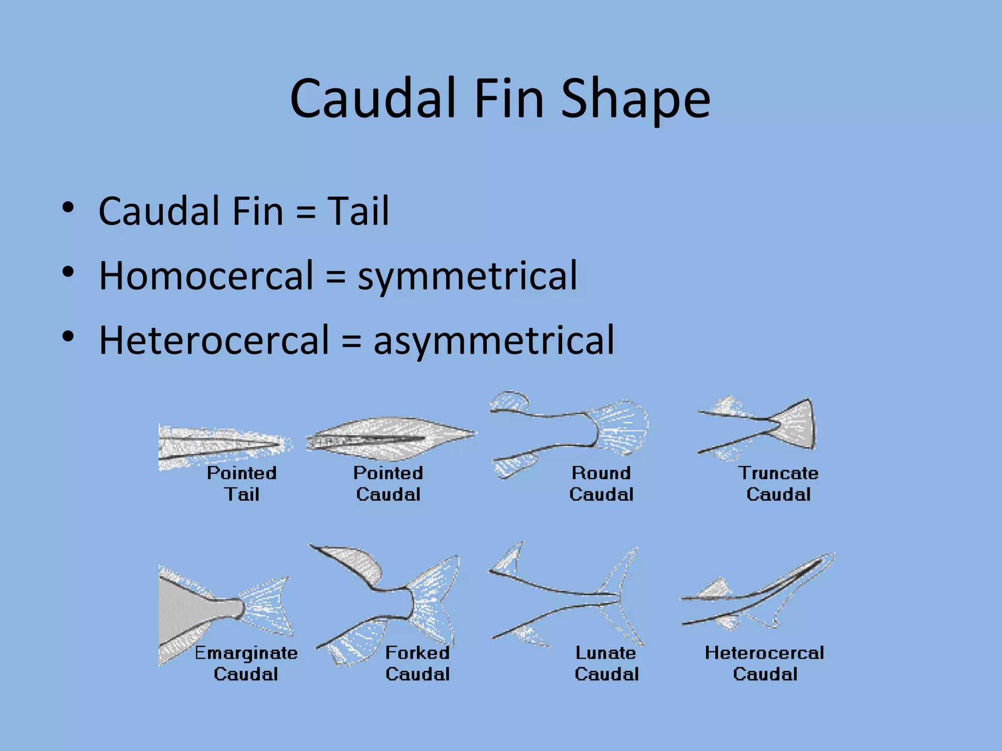 Fish morphology | PPT | Fish and Aquariums | Pets