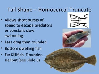 Fish morphology | PPT | Fish and Aquariums | Pets