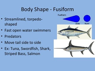 Fish morphology | PPT | Fish and Aquariums | Pets