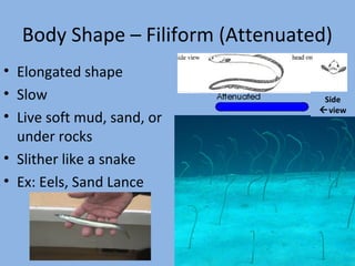 Fish morphology | PPT