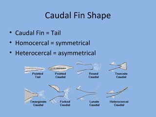 Fish morphology | PPT