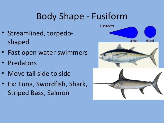 Fish morphology