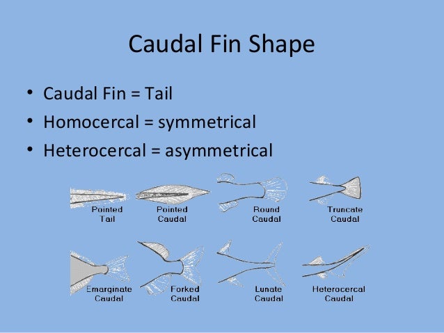 Fish morphology