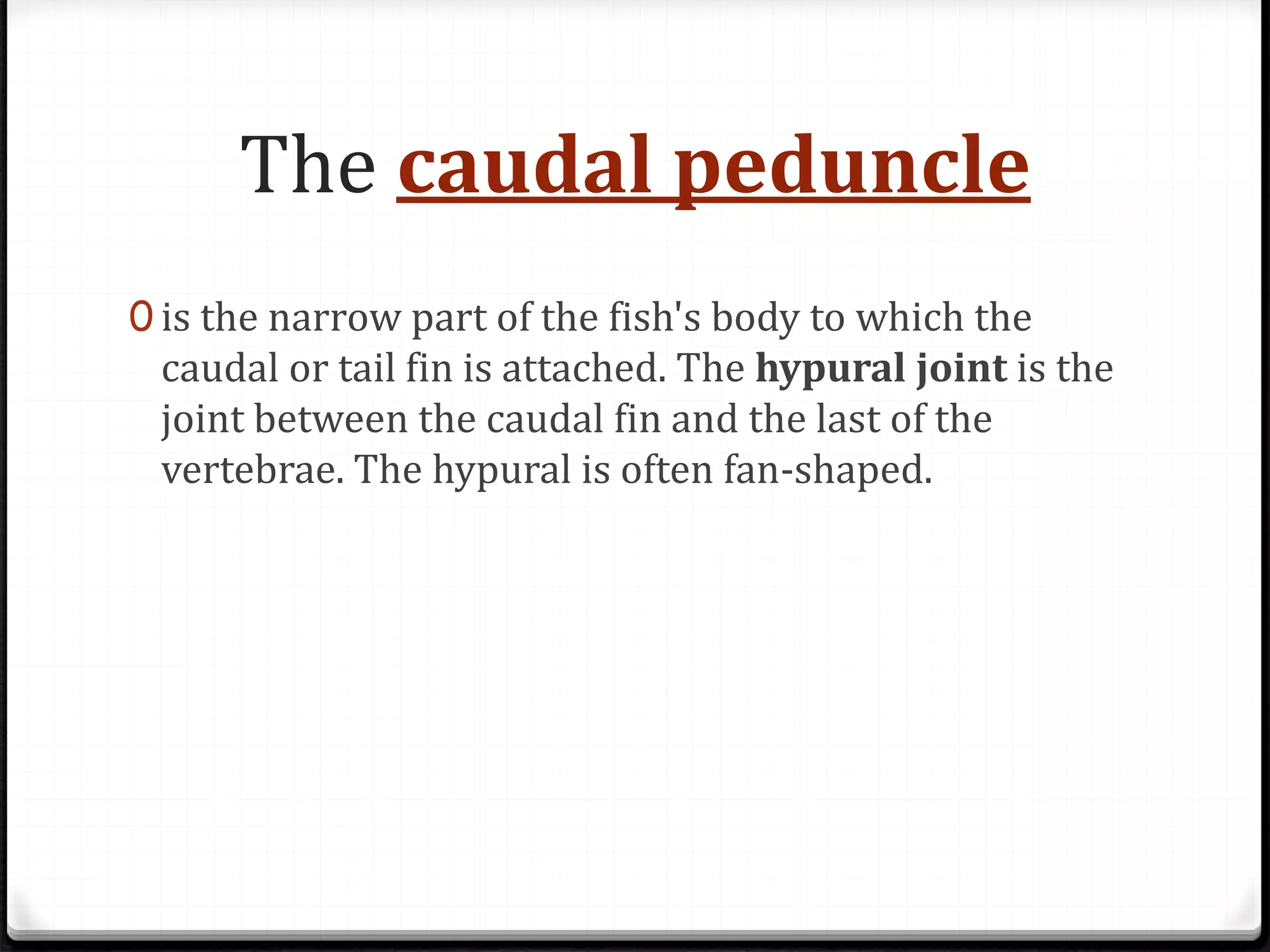 Fish Morphology.pptx