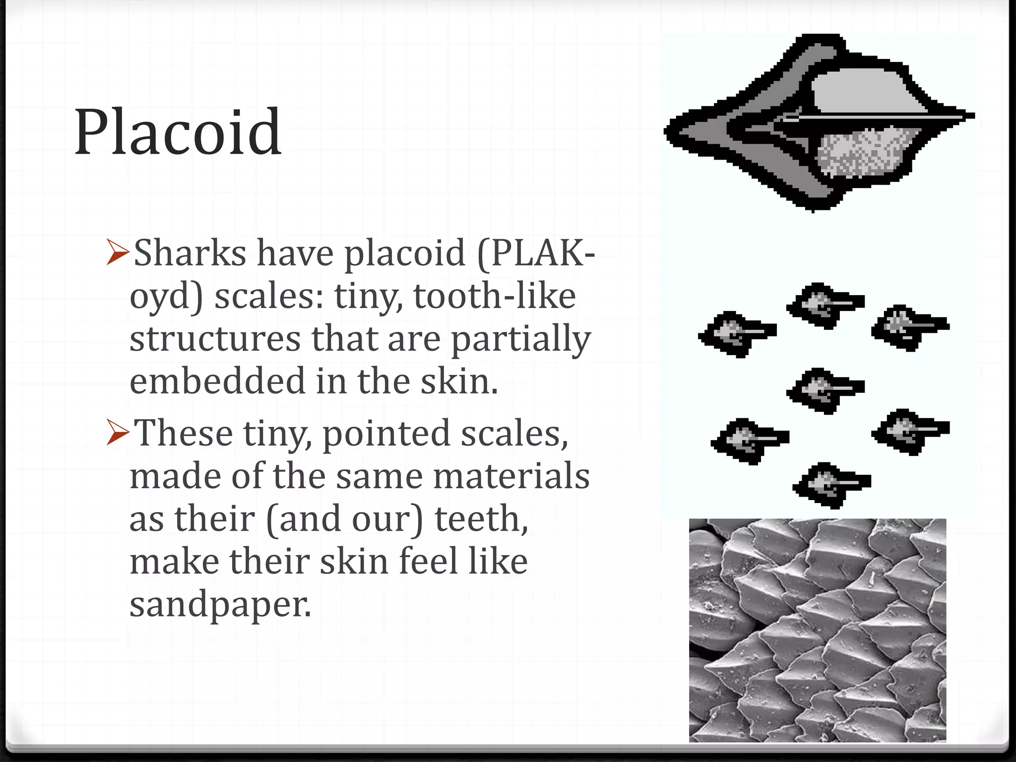 Fish Morphology.pptx
