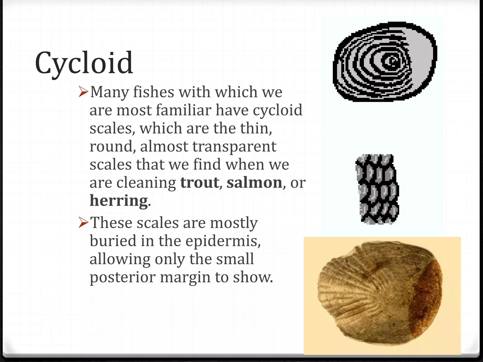 Fish Morphology.pptx