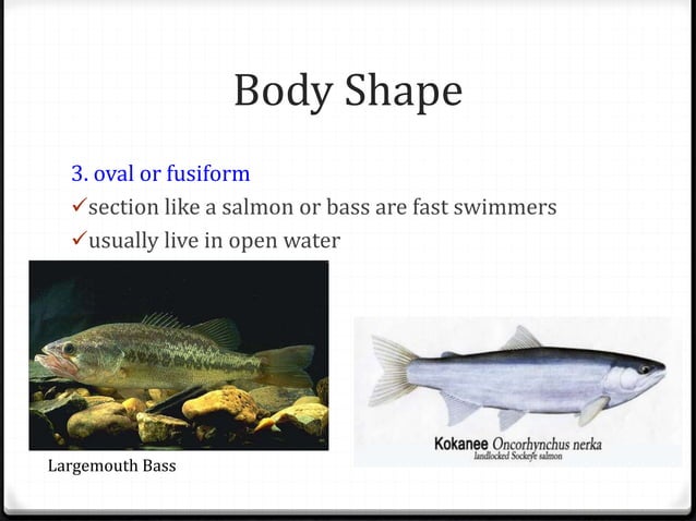 Fish Morphology.pptx | Fish and Aquariums | Pets