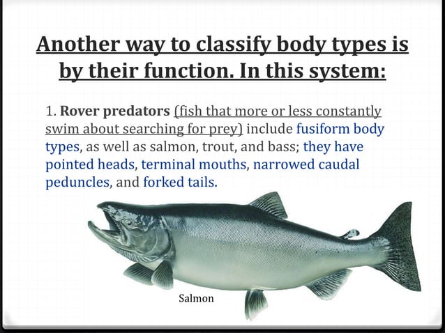 Fish Morphology.pptx | Fish and Aquariums | Pets