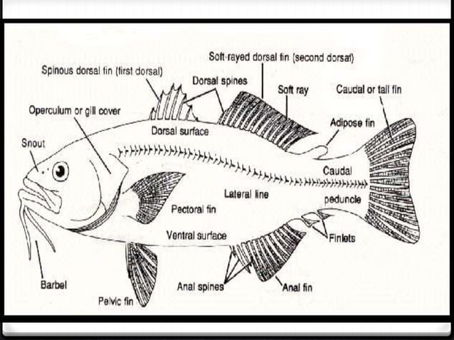 Fish Morphology.pptx | Fish and Aquariums | Pets