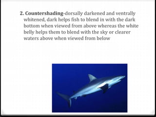 Fish Morphology.pptx