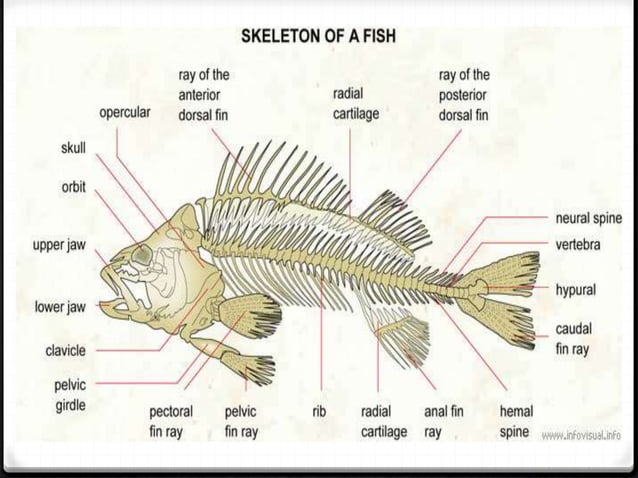 Fish Morphology.pptx | Fish and Aquariums | Pets