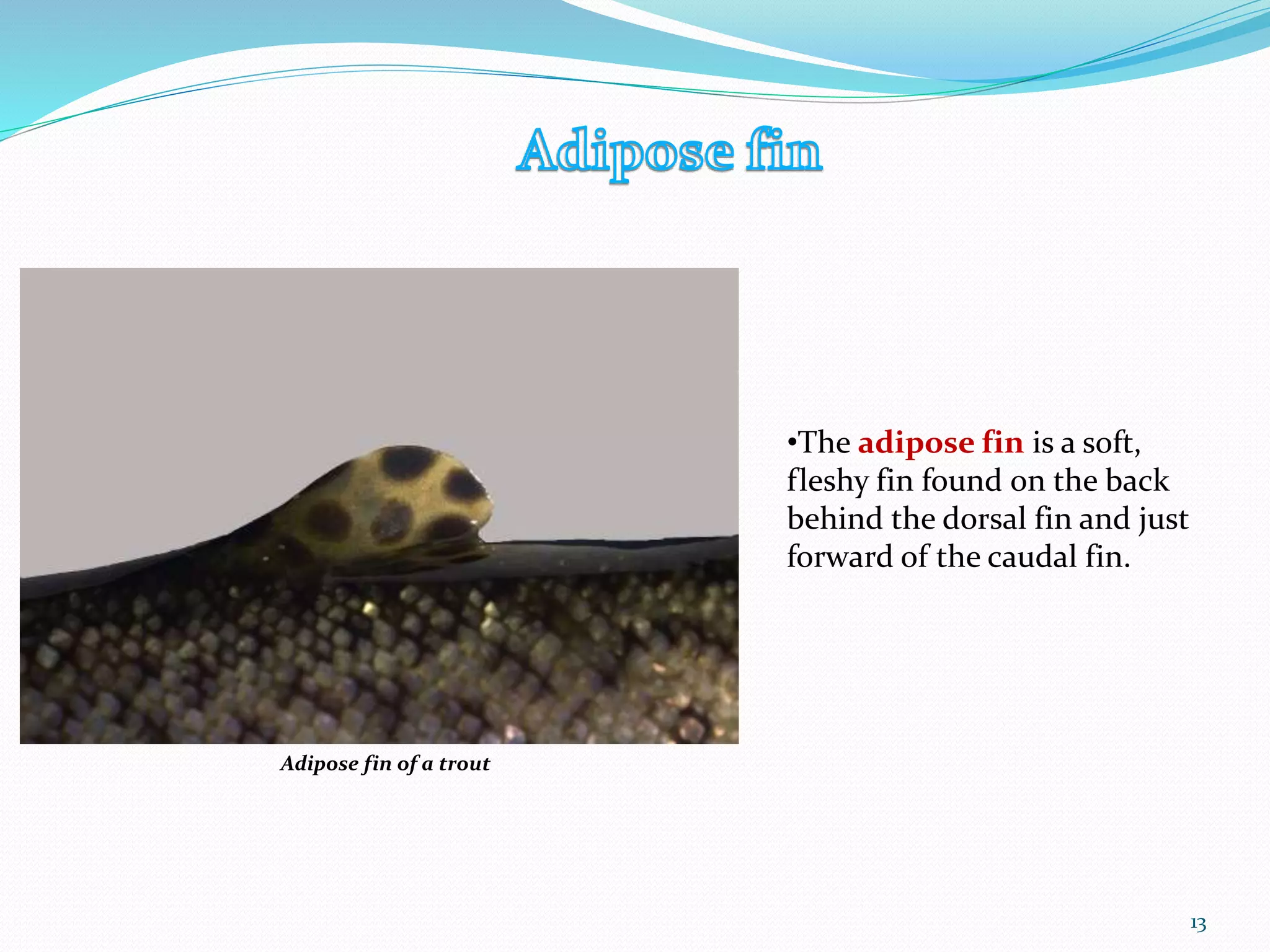 Fish morphology - fish fins | PPTX