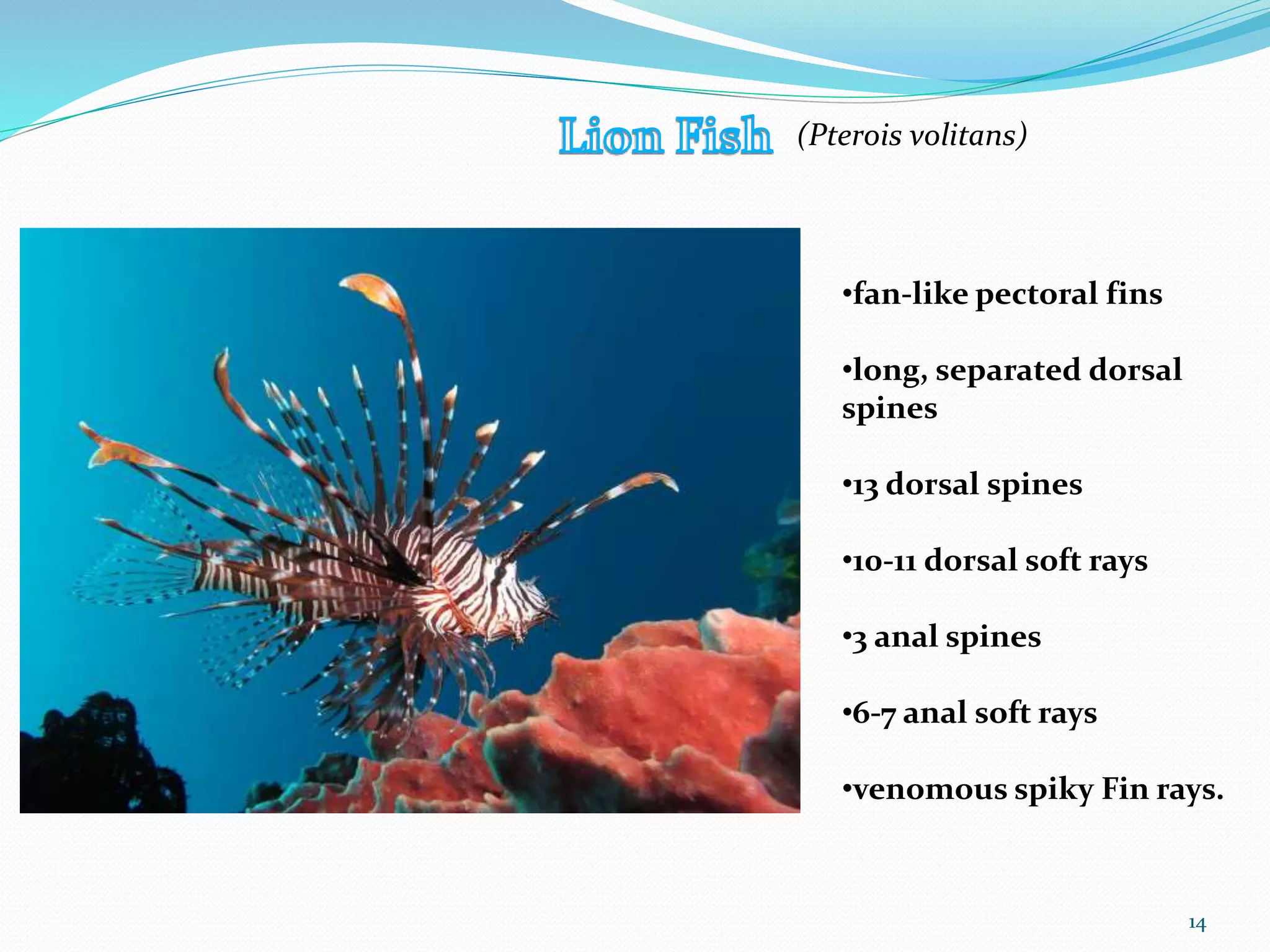 Fish morphology - fish fins | PPTX