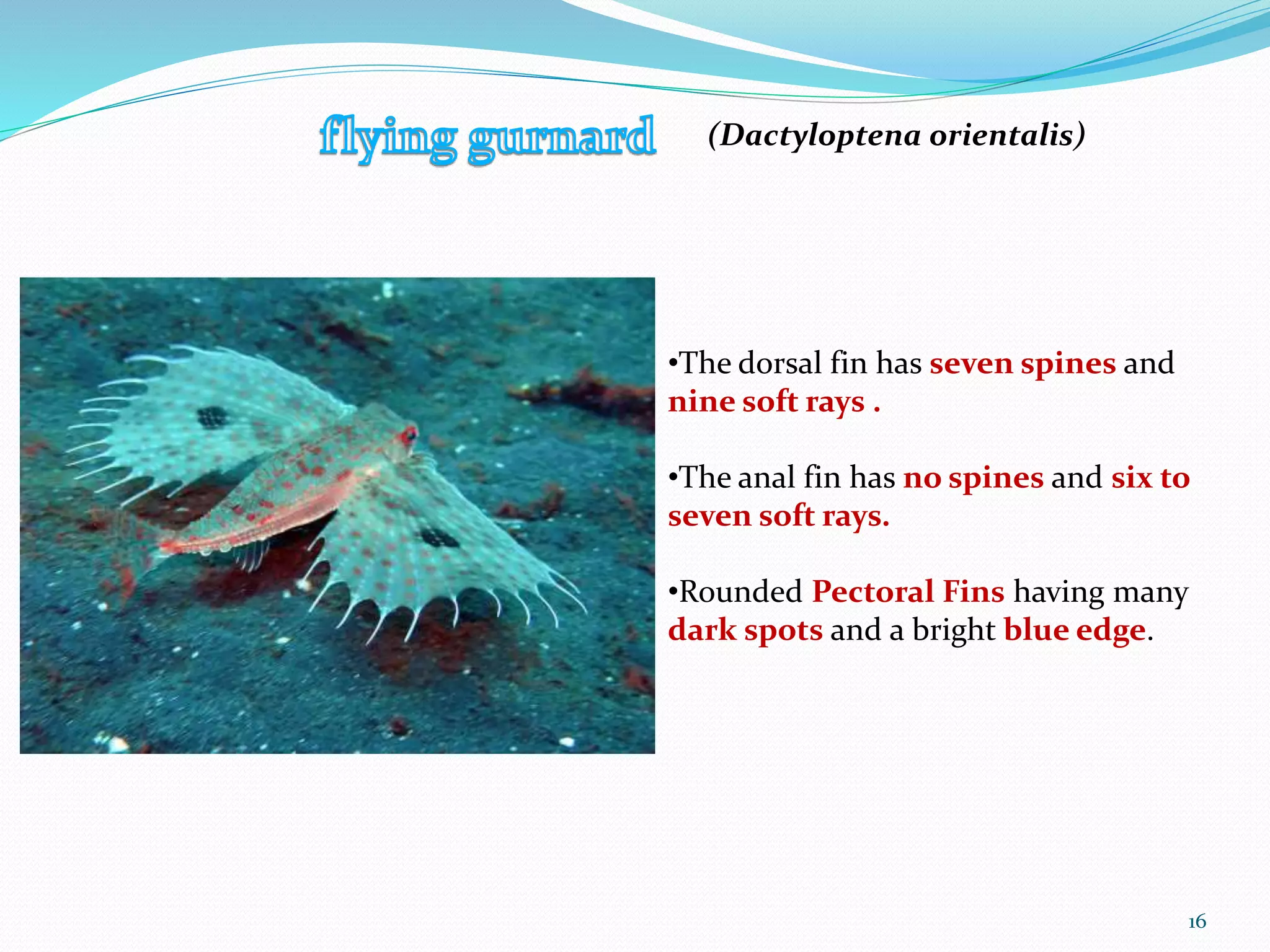 Fish morphology - fish fins | PPTX