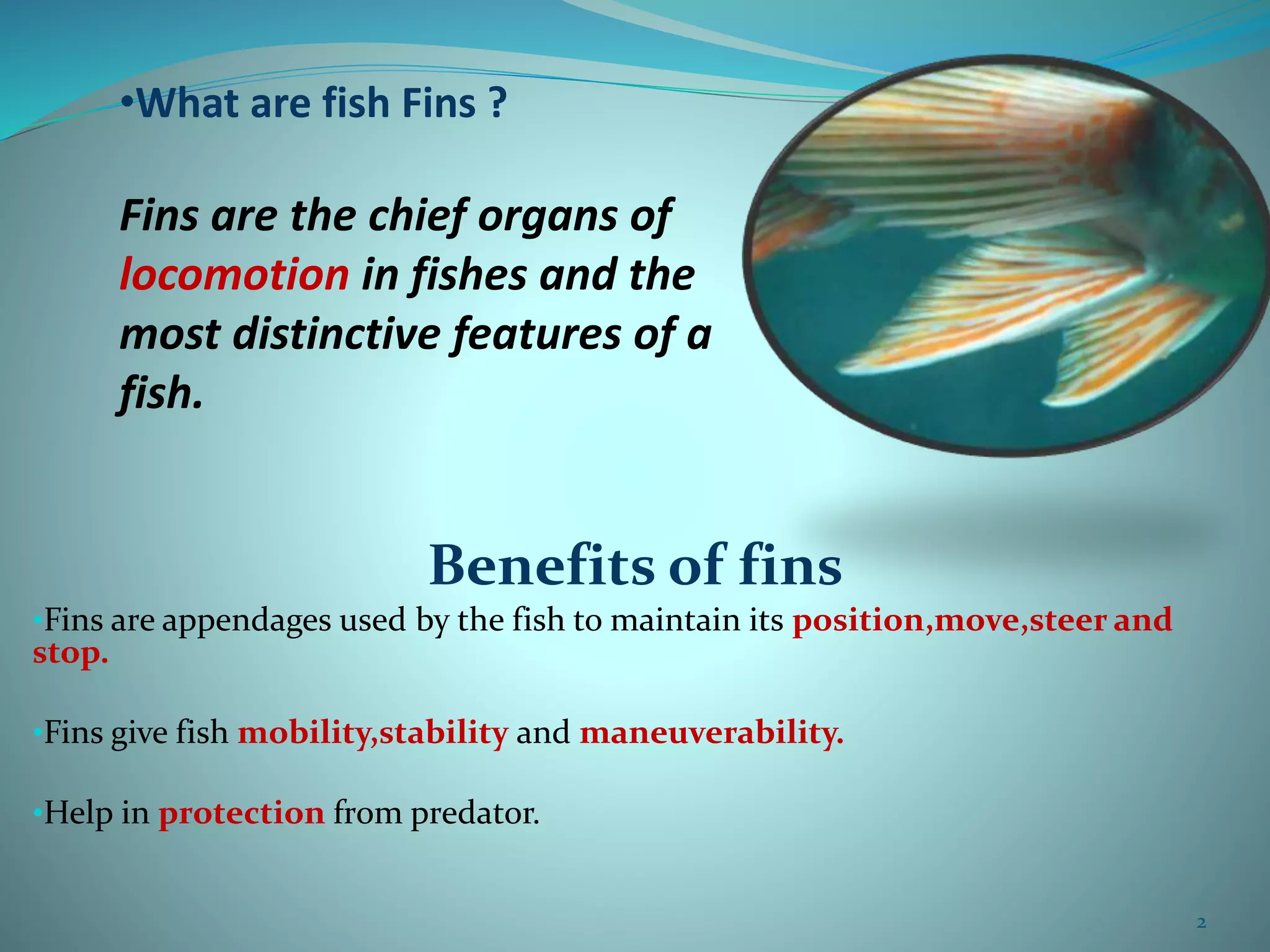 Fish morphology - fish fins | PPTX