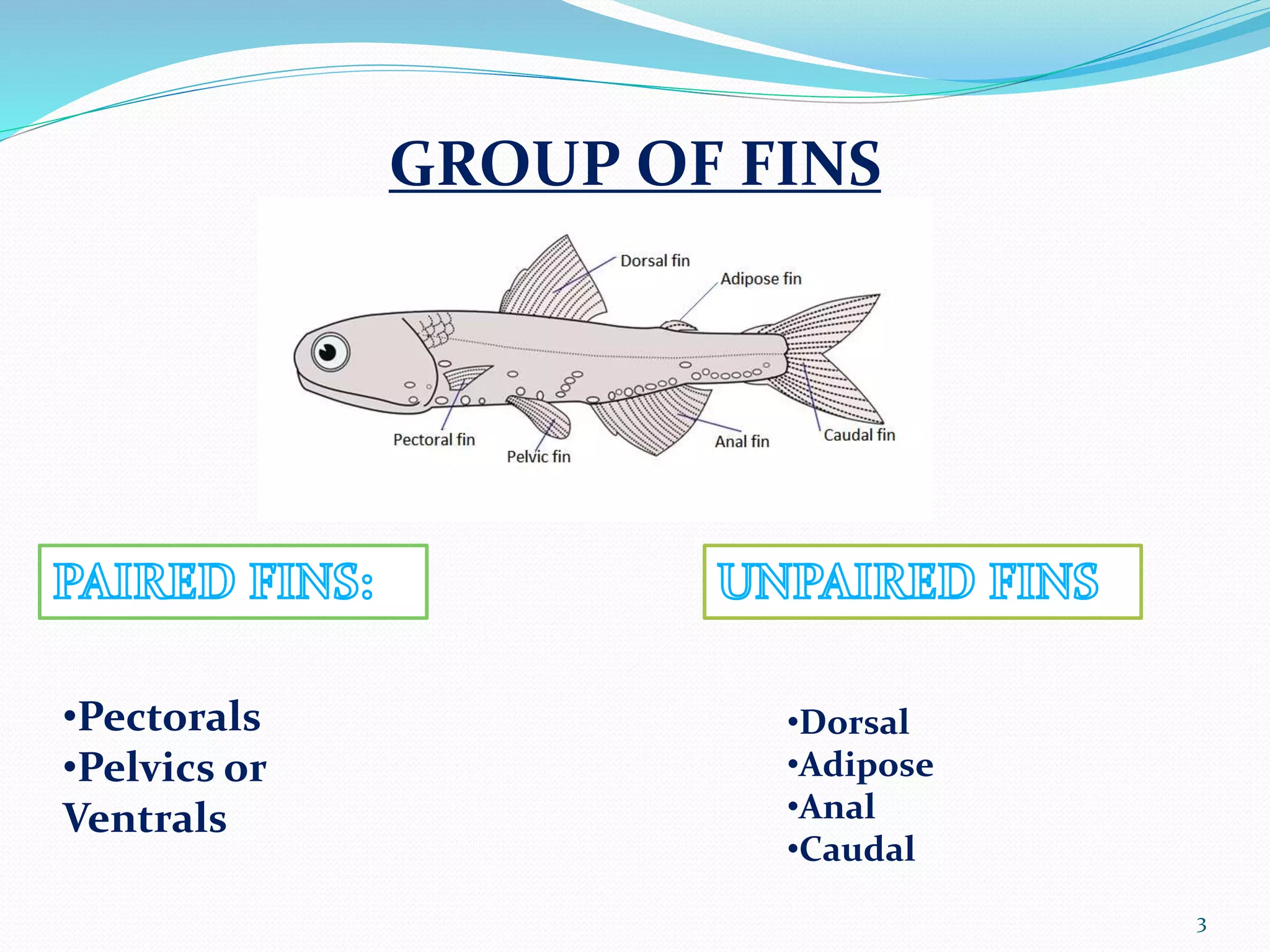 Fish morphology - fish fins | PPTX