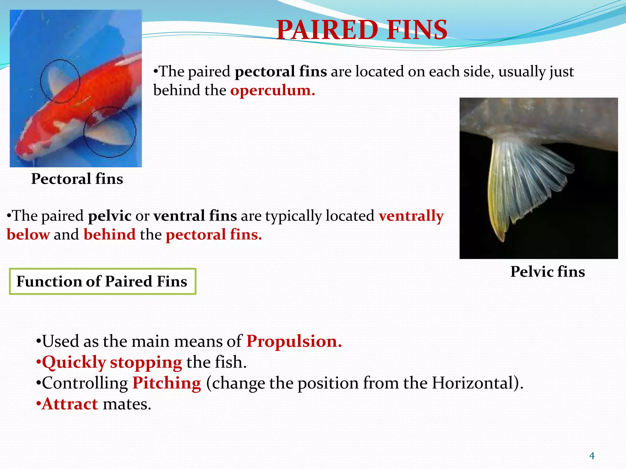 Fish morphology - fish fins | PPTX
