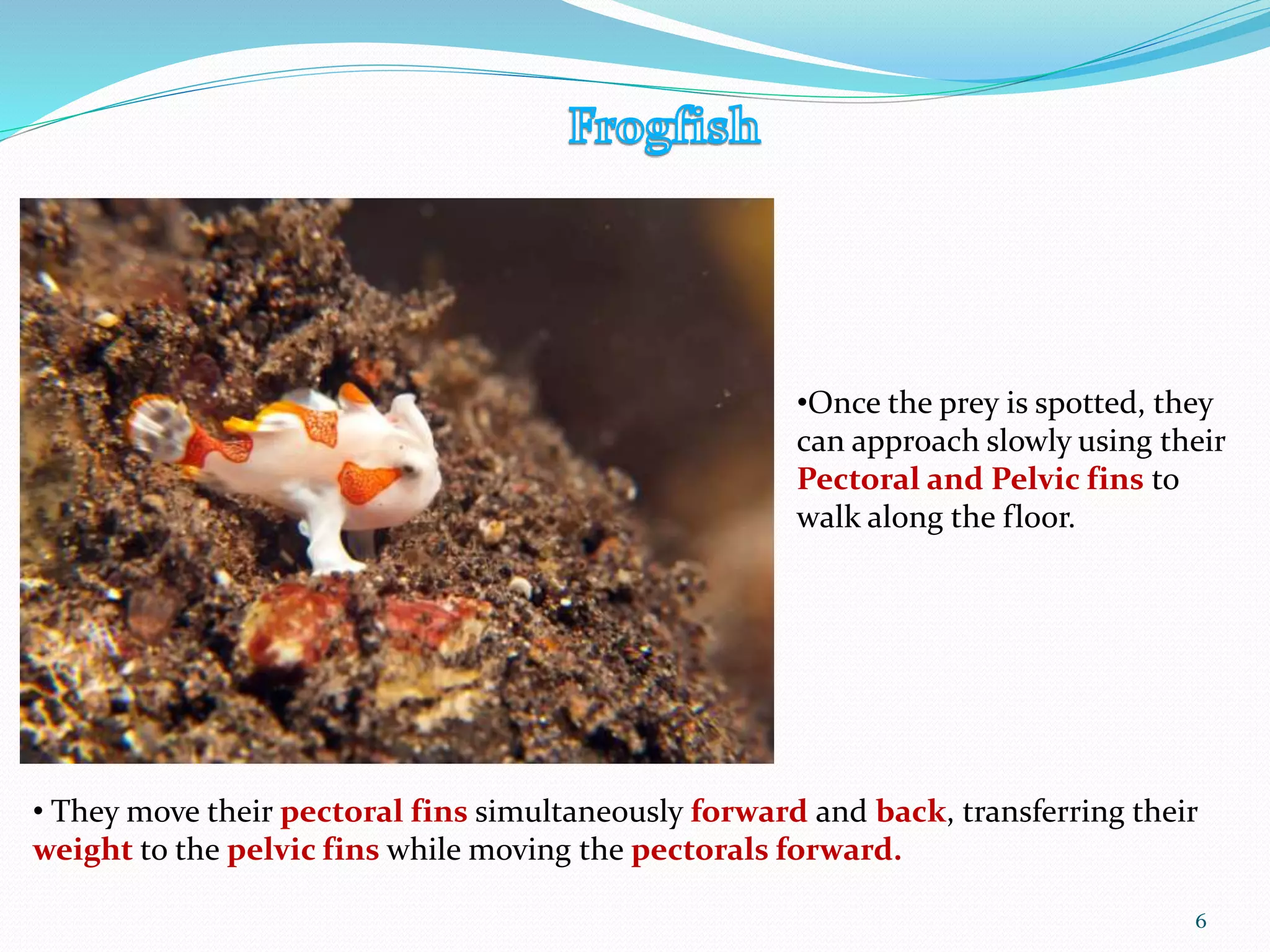 Fish morphology - fish fins | PPTX