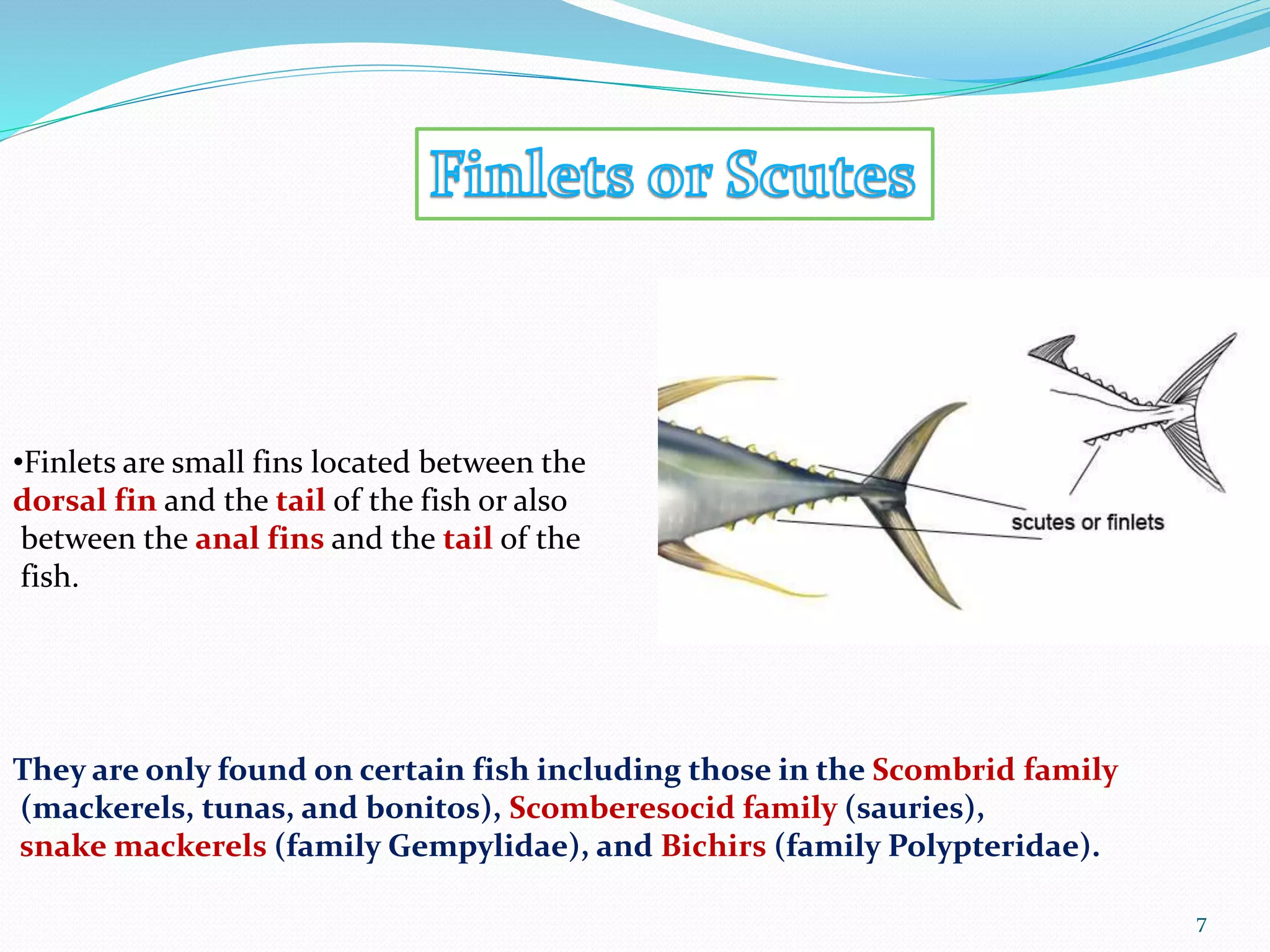 Fish morphology - fish fins | PPTX