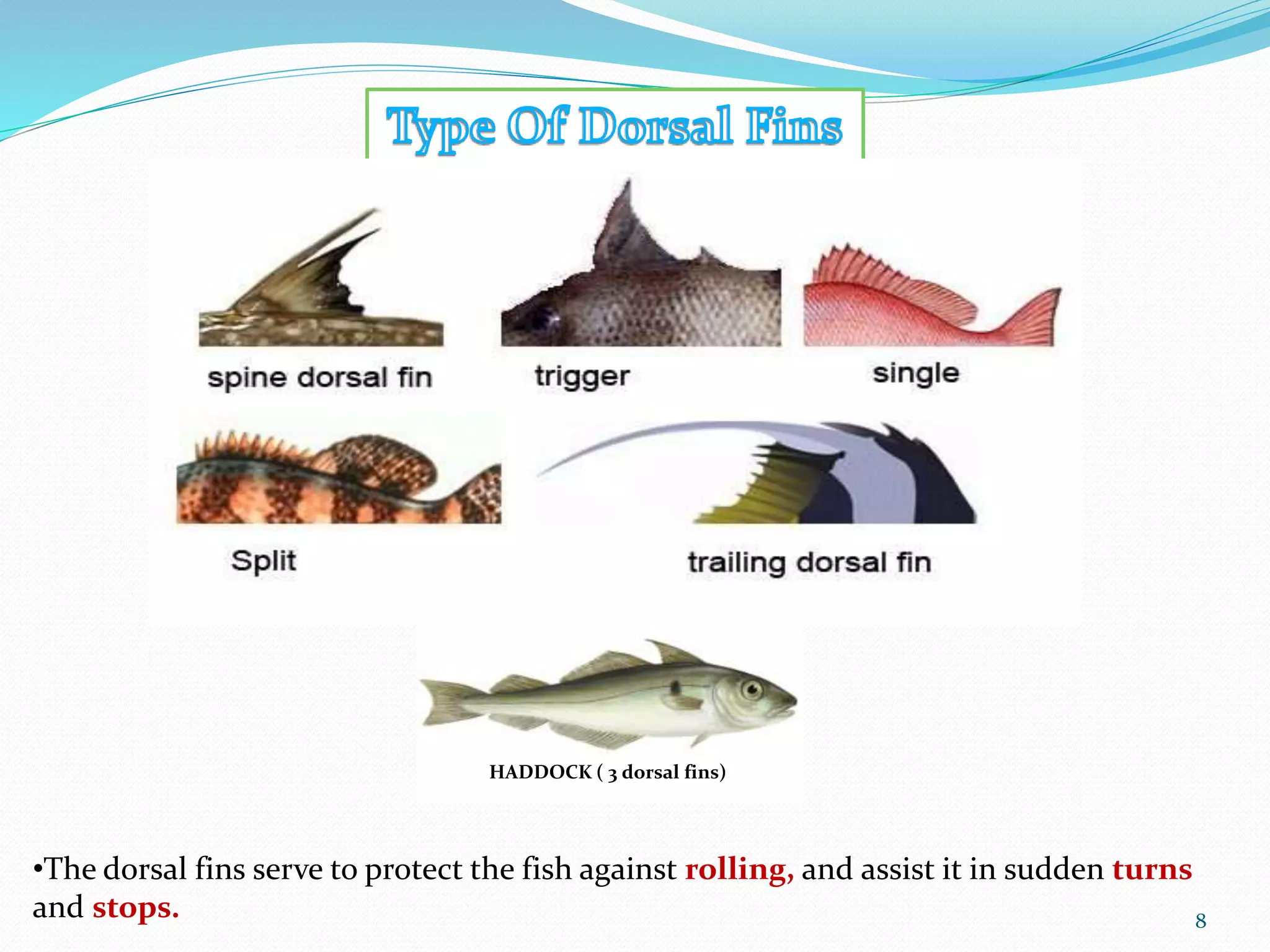 Fish morphology - fish fins | PPTX