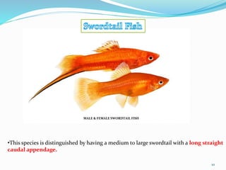 Fish morphology - fish fins | PPTX