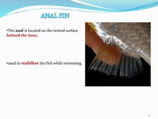 Fish morphology - fish fins | PPTX