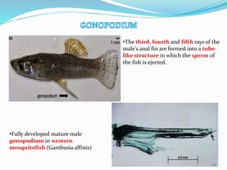 Fish morphology - fish fins | PPTX