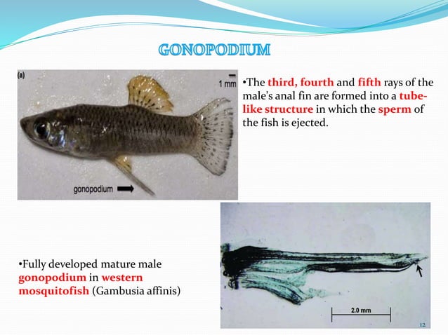 Fish morphology - fish fins | PPTX | Fish and Aquariums | Pets