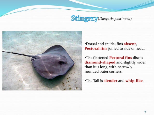 Fish morphology - fish fins | PPTX | Fish and Aquariums | Pets