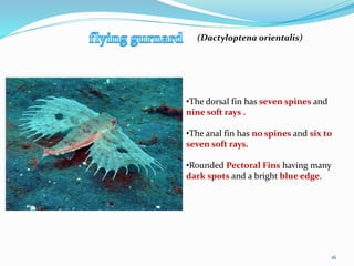 Fish morphology - fish fins | PPTX