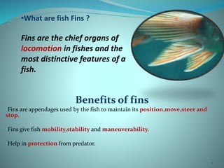 Fish morphology - fish fins | PPTX