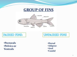 Fish morphology - fish fins | PPTX