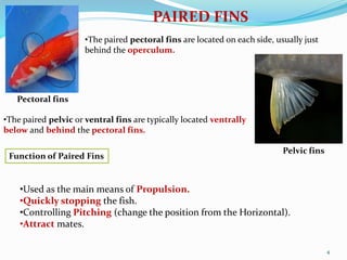 Fish morphology - fish fins | PPTX