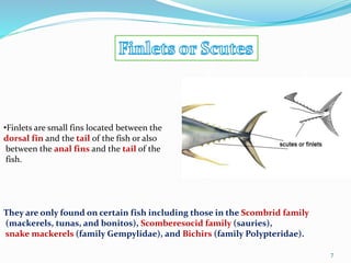 Fish morphology - fish fins | PPTX