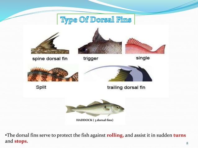 Fish morphology - fish fins | PPTX | Fish and Aquariums | Pets