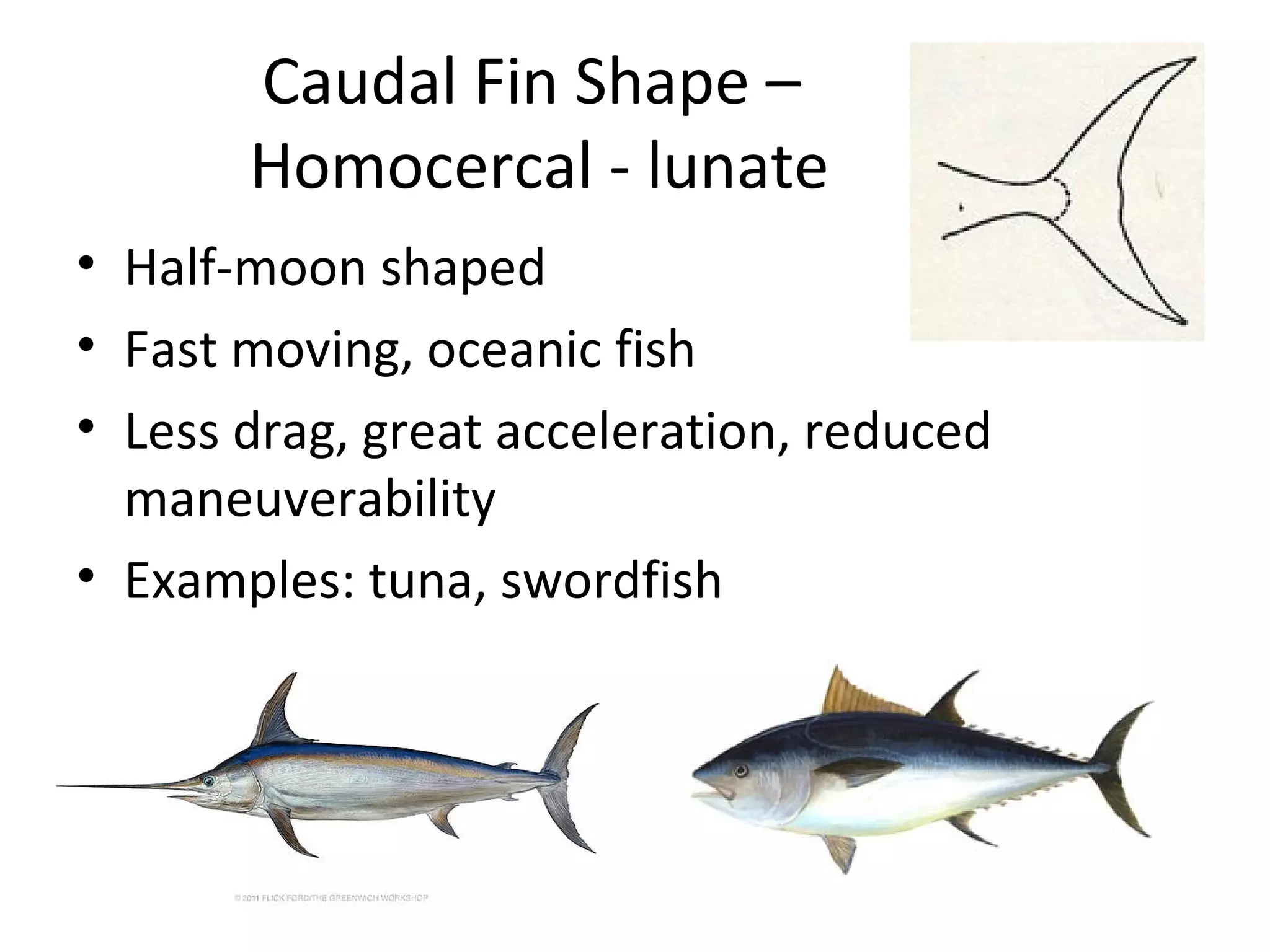 Fish Morphology | PPT